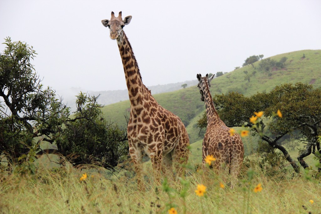 Akagera Safari - Beyond Hills